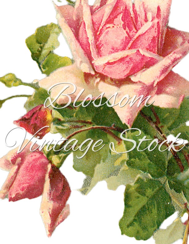 Vintage Rose Pink Shabby Chic Rose Flower Clipart Digital | Etsy