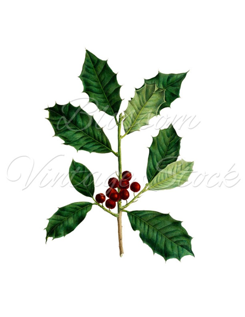 Mistletoe Botanical Print Botanical Printable Art Antique | Etsy