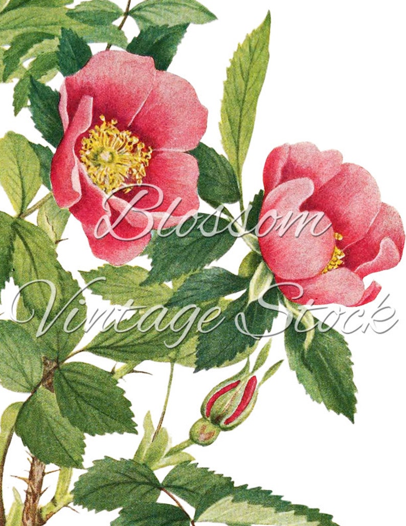 Wall Art Printable Vintage Rose Pink Roses Digital Image | Etsy