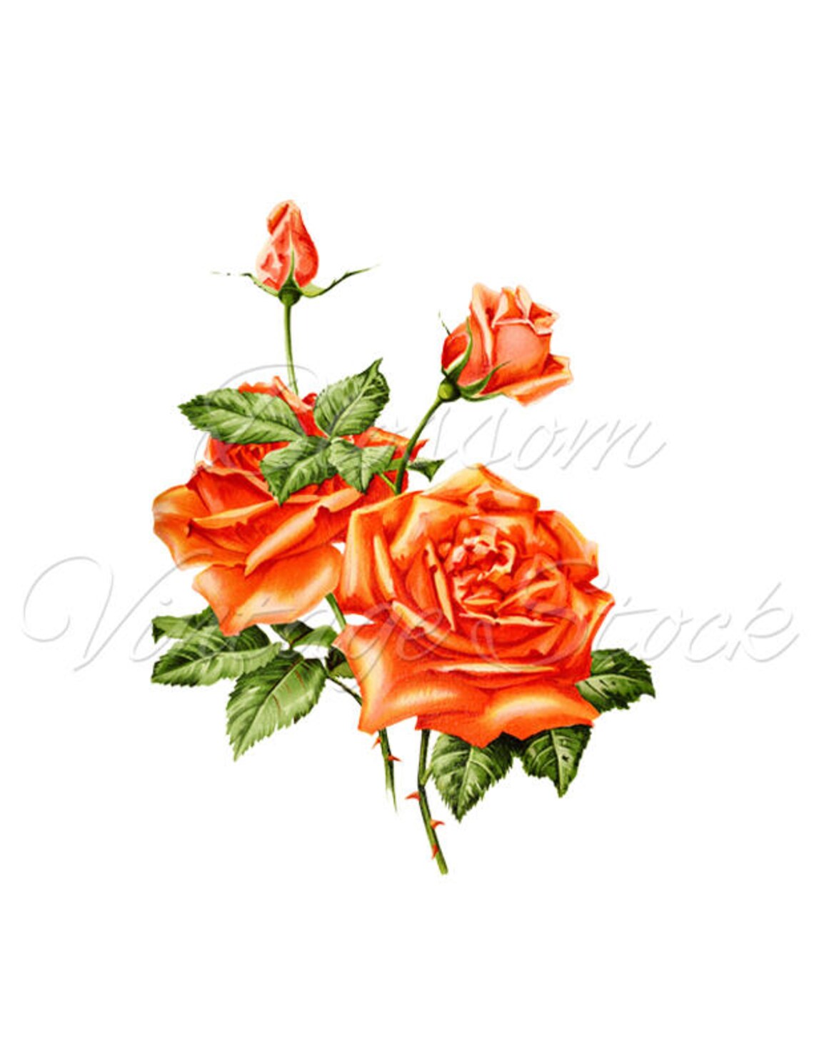 Rose Print Floral Wall Art Botanical Print Flower Dorm Wall | Etsy