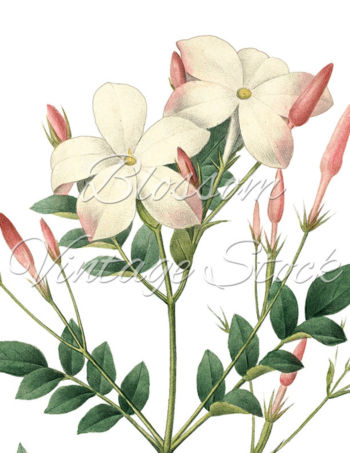 Jasmine Botanical Print Jasmine Printable Art Botanical - Etsy