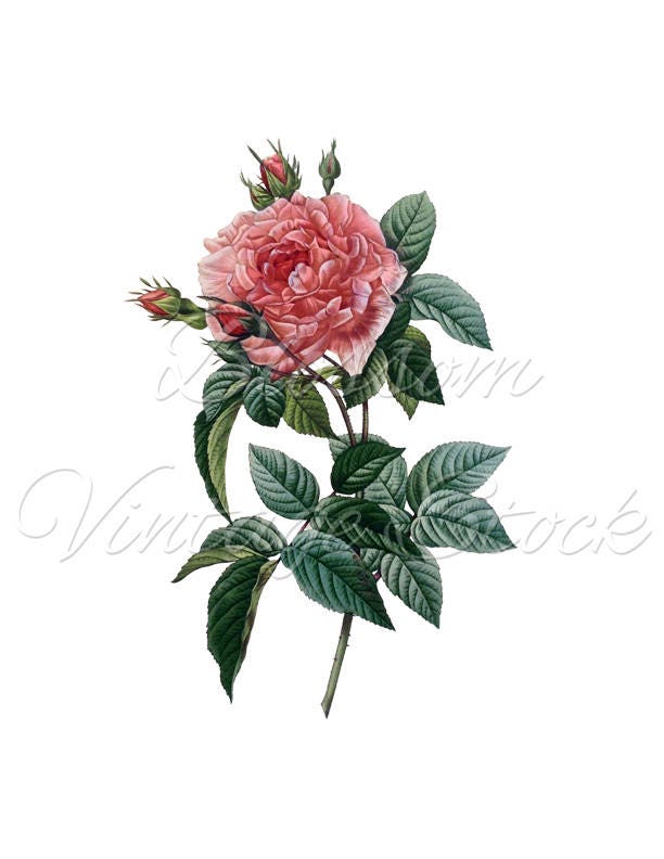 Rose Print Printable Wall Art Botanical Print Flower Print | Etsy