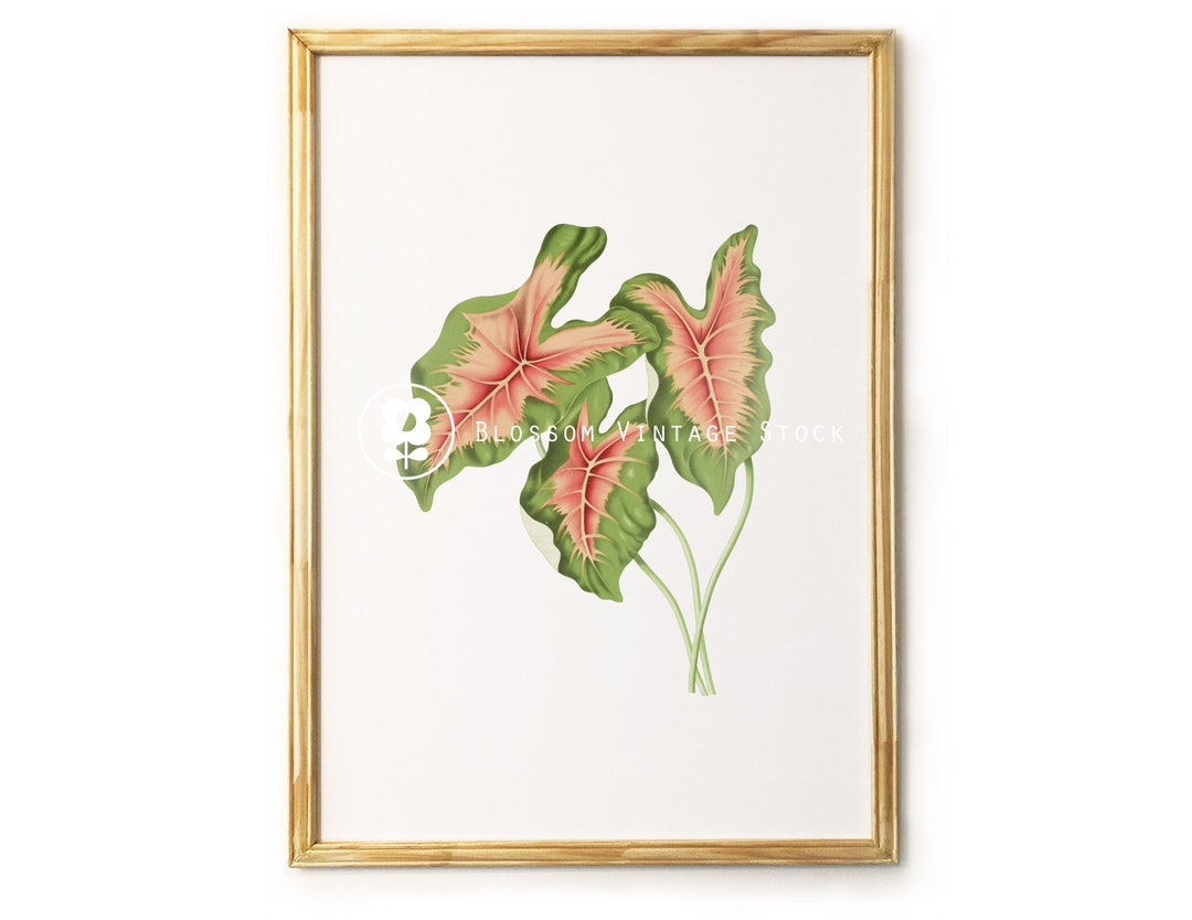 Botanical Leaves Printable Botanical Illustration Leaves - Etsy
