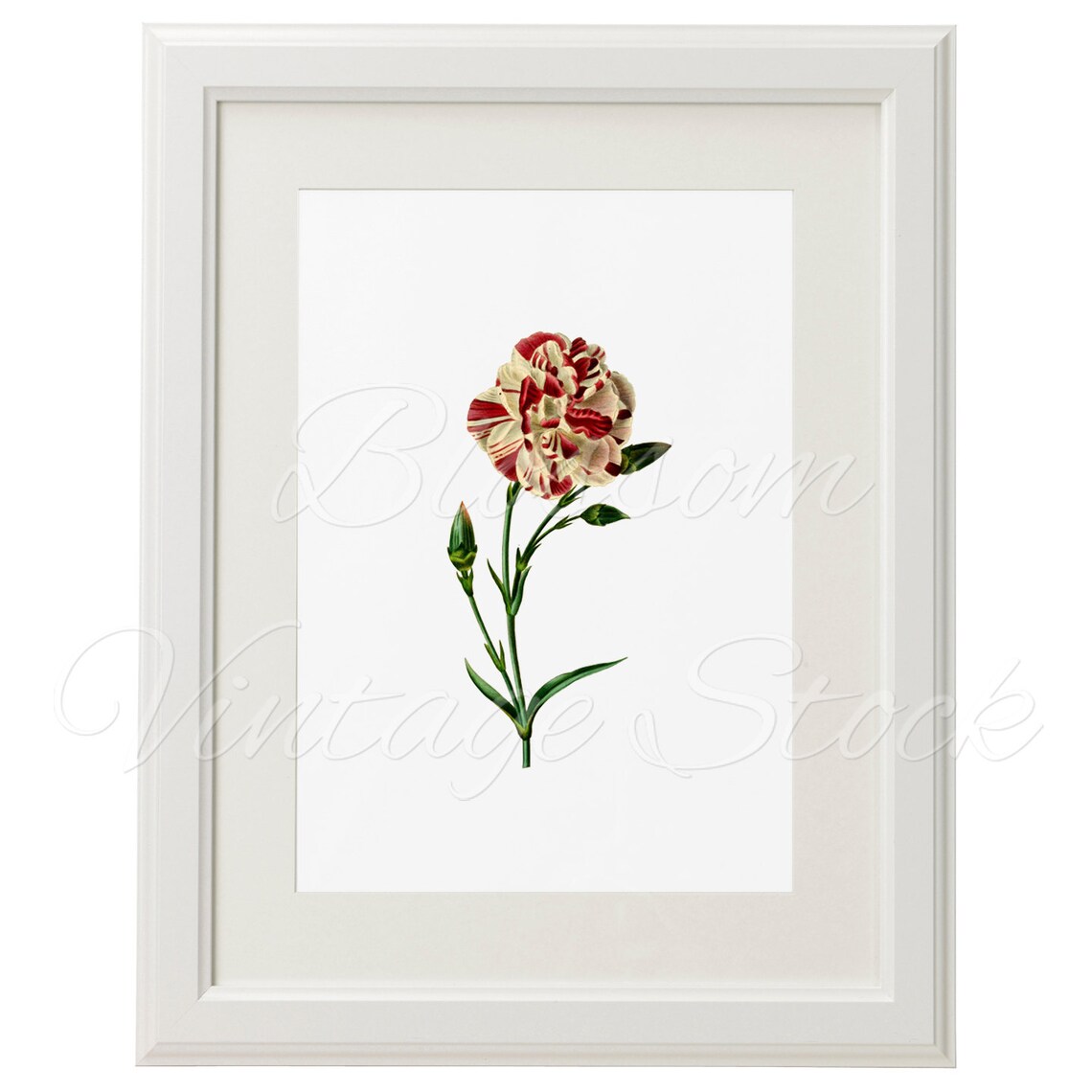 Vintage Flower Print Beautiful Carnation Illustration | Etsy