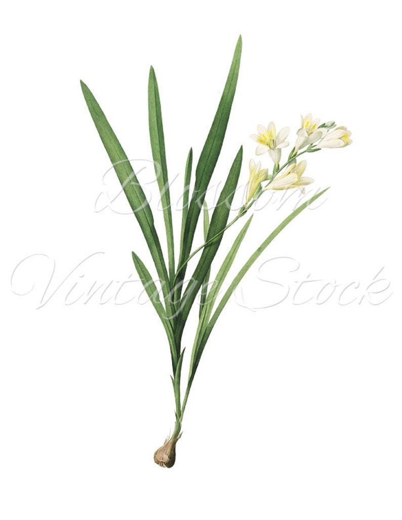 Botanical Printable Set White Flowers Botanical Illustrations - Etsy