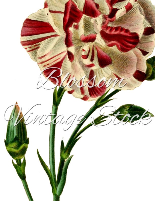 Vintage Flower Print Beautiful Carnation Illustration | Etsy