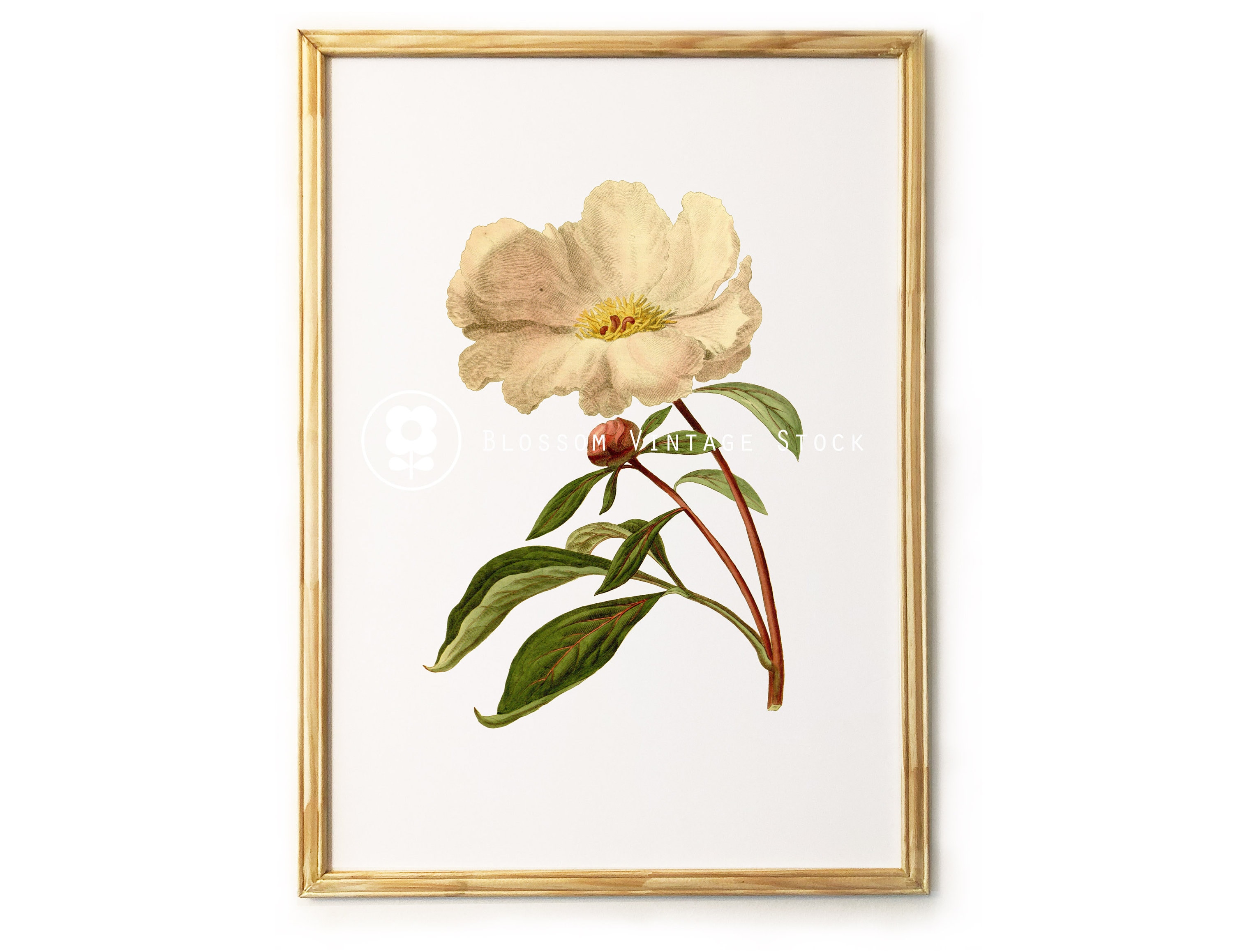 White Flower Botanical Print Antique Botanical White Flower | Etsy