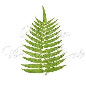 Botanical Printable Set of 8 Leaves Prints Wall Art, Leaf Illustrations ...