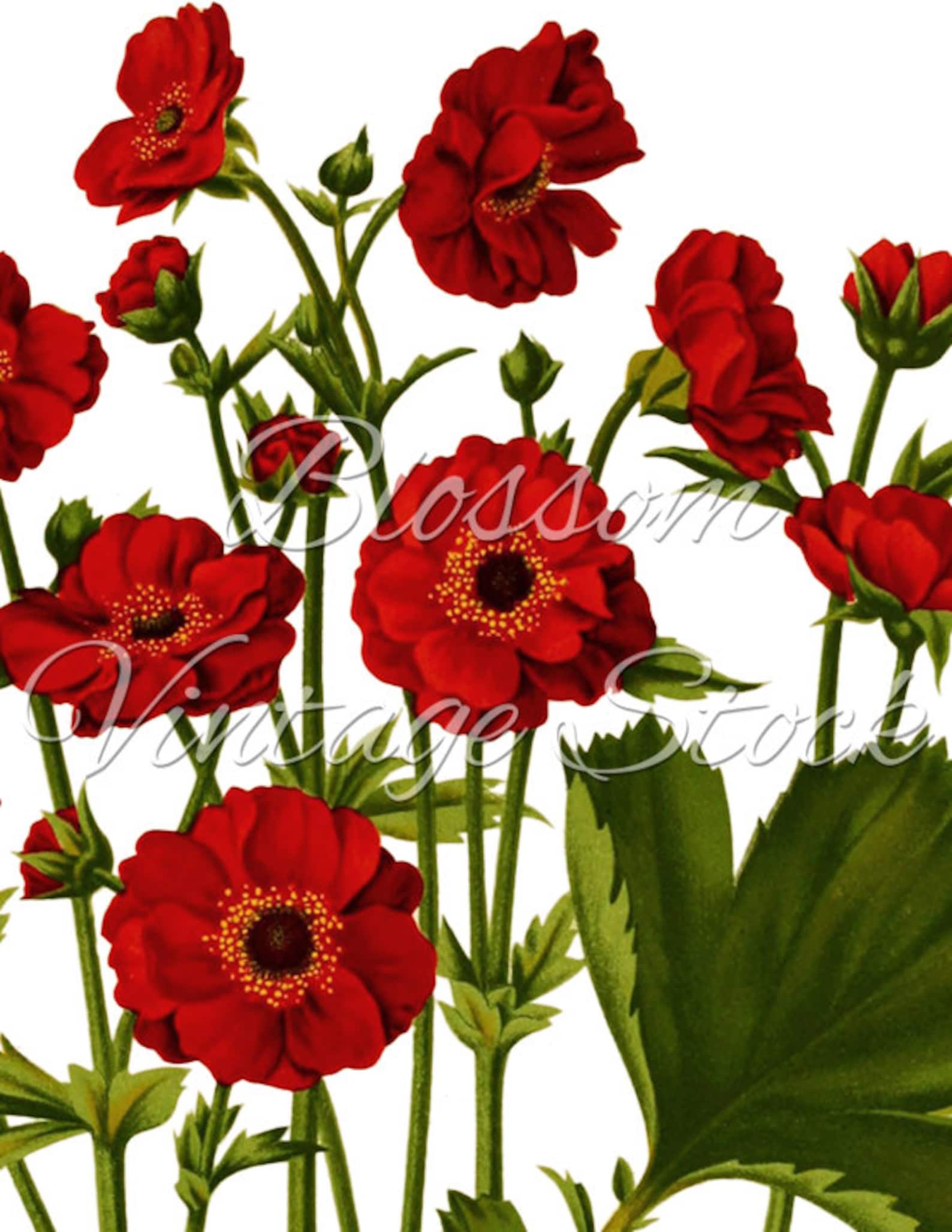 Vintage Flower Print Floral Print Vintage Botanical Print | Etsy