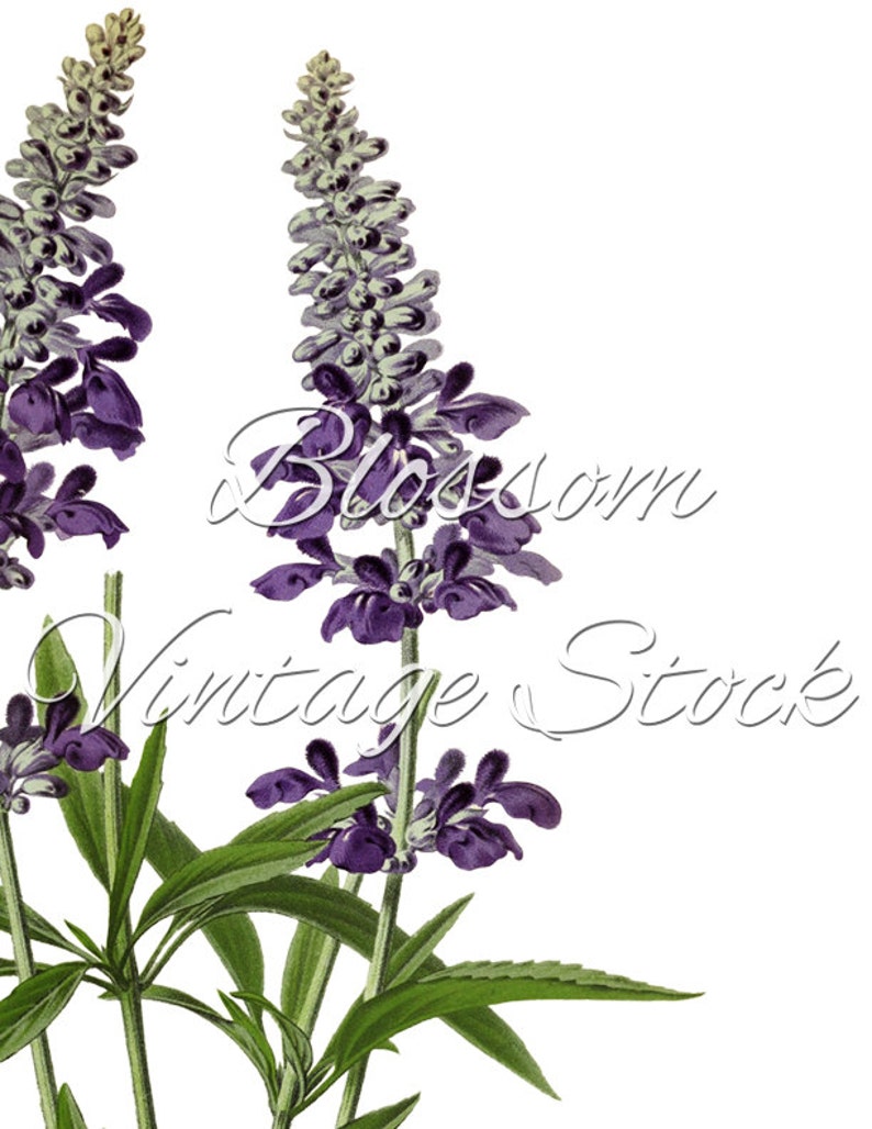 Blue Flower Botanical Print Art Botany Prints Digital | Etsy