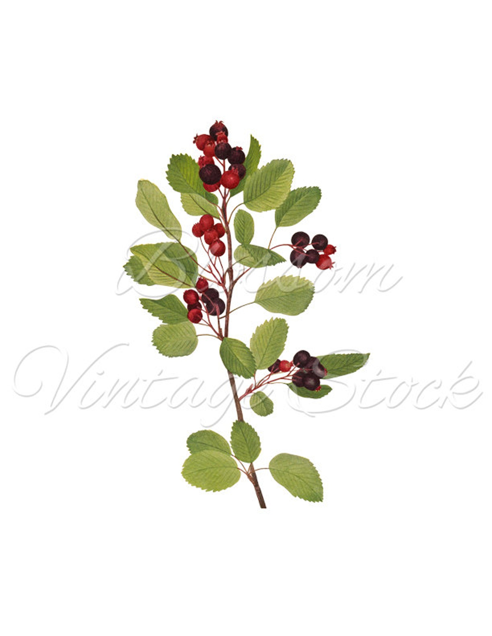 Berries Print Vintage Berry Illustration botanical wall art | Etsy
