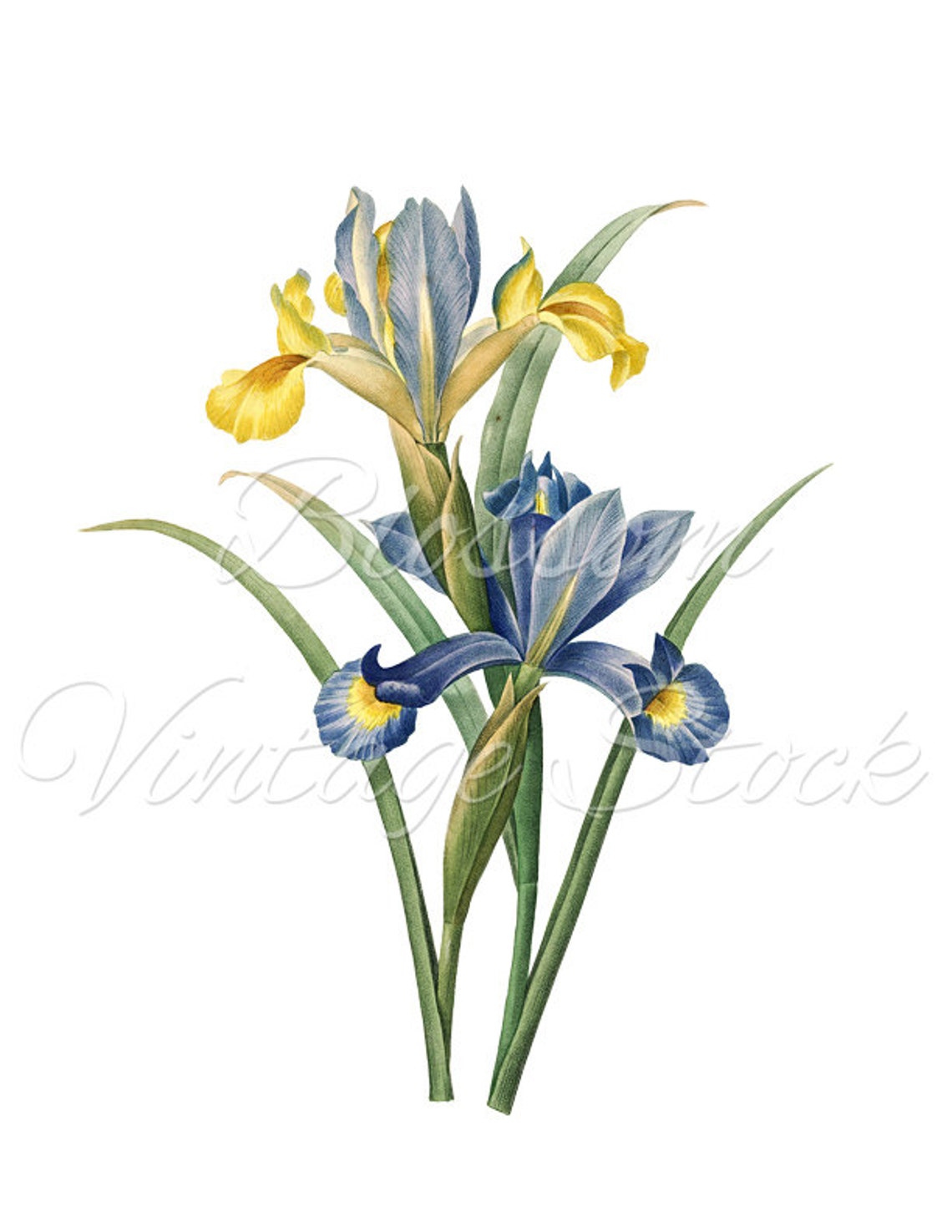 Botanical Printable Set Blue Botanical Set INSTANT DOWNLOAD | Etsy