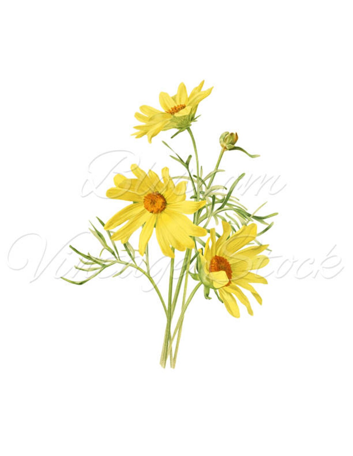 Yellow Flowers Prints Set of 2 Floral Printable Illustrations | Etsy