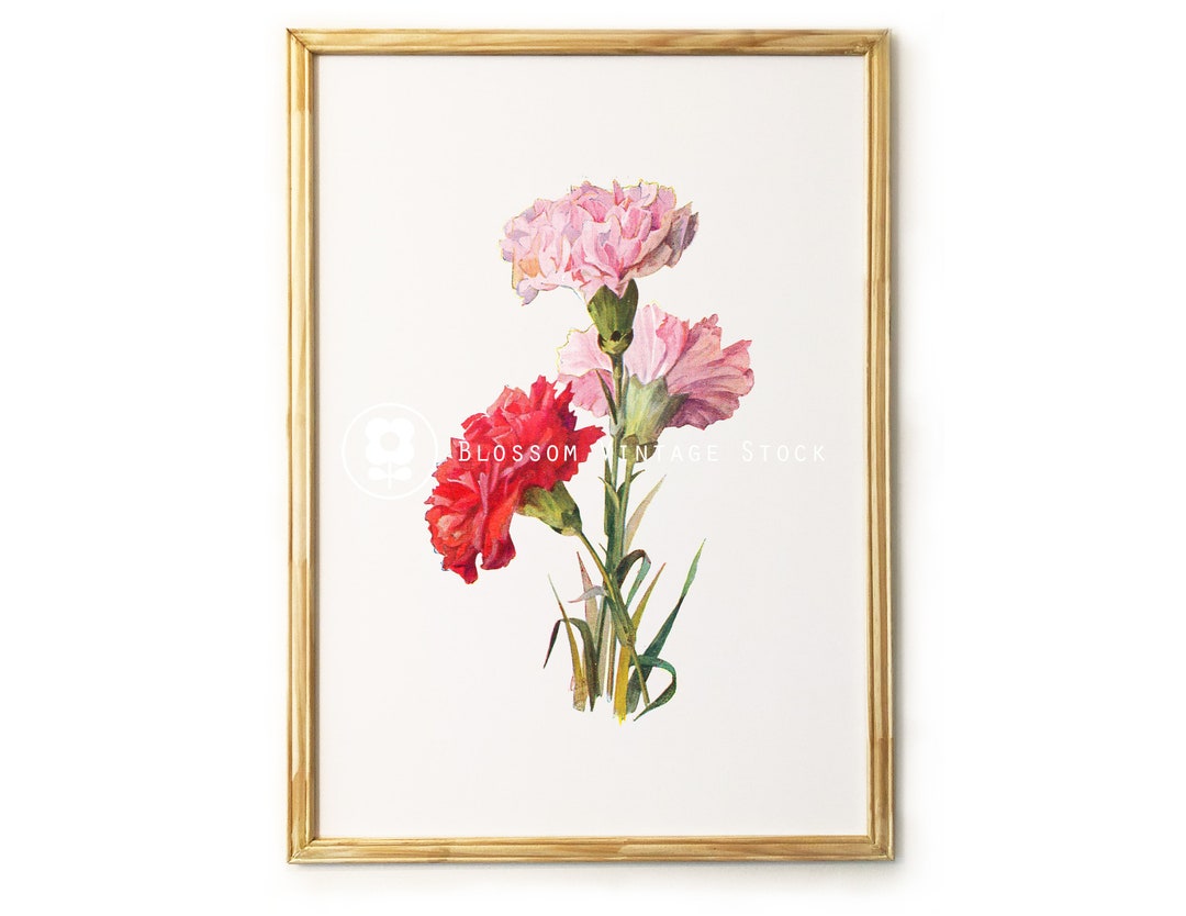 Botanical Carnations Printable Flowers Vintage Prints - Etsy