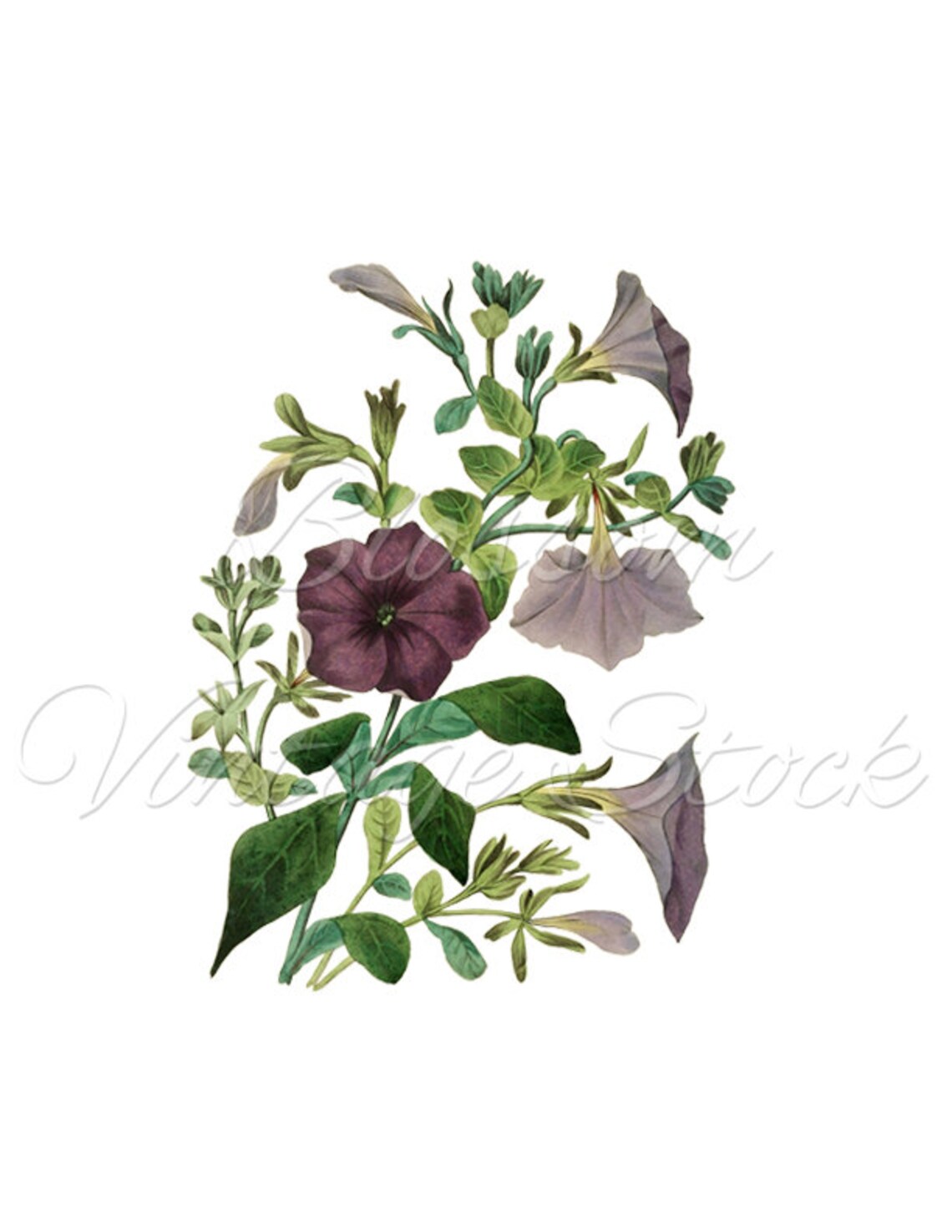 Botanical Prints Violet Flowers Botanical Art Print Digital | Etsy