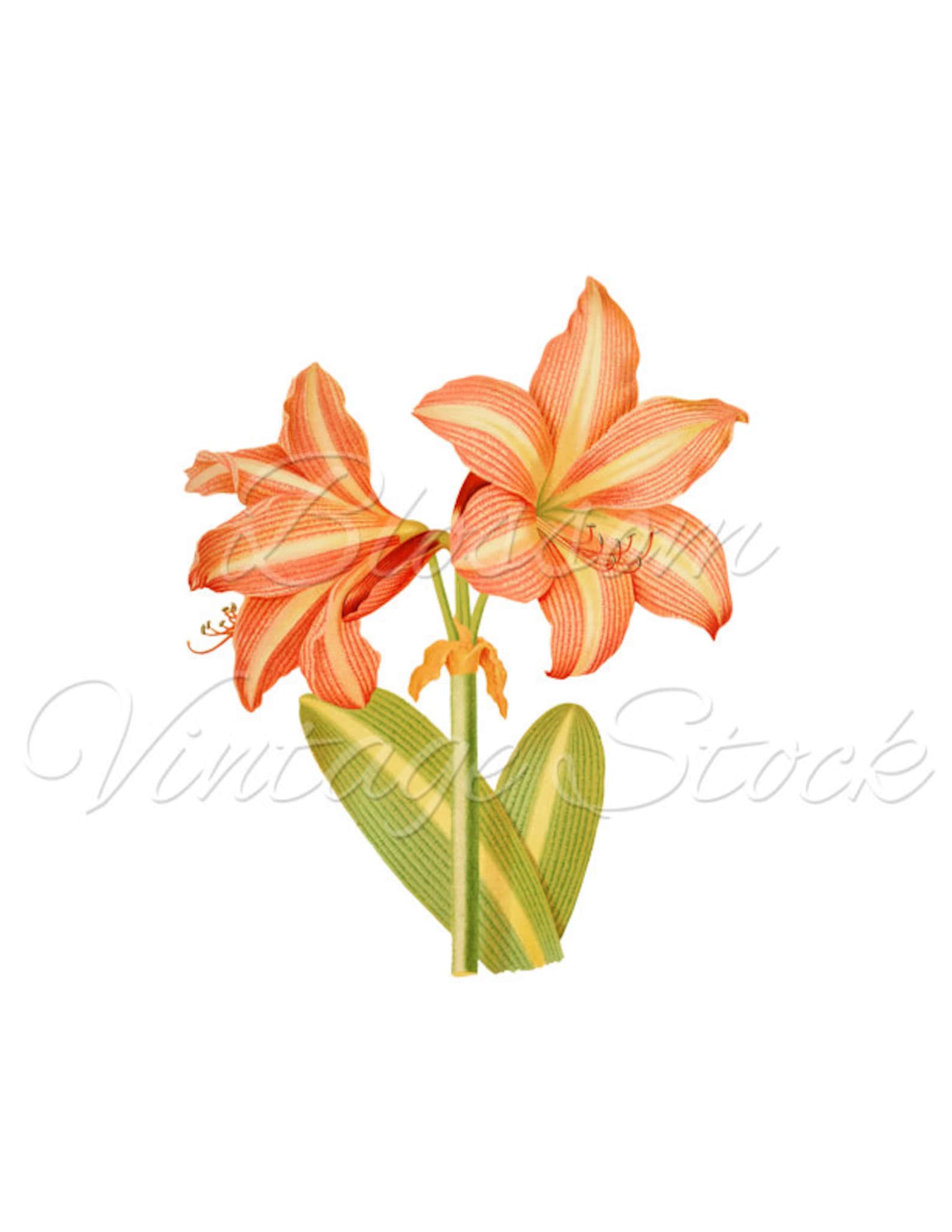 Peach Flowers Botanical Printable Set INSTANT DOWNLOAD Digital | Etsy