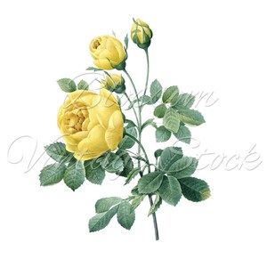 Yellow Roses Print Set, Vintage Roses Botanical Prints INSTANT DOWNLOAD ...