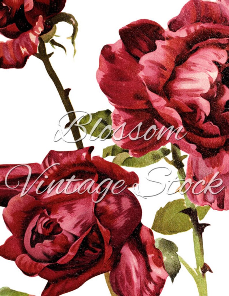 Wall art Print Vintage Rose Print Rose Art Rose Vintage Rose | Etsy