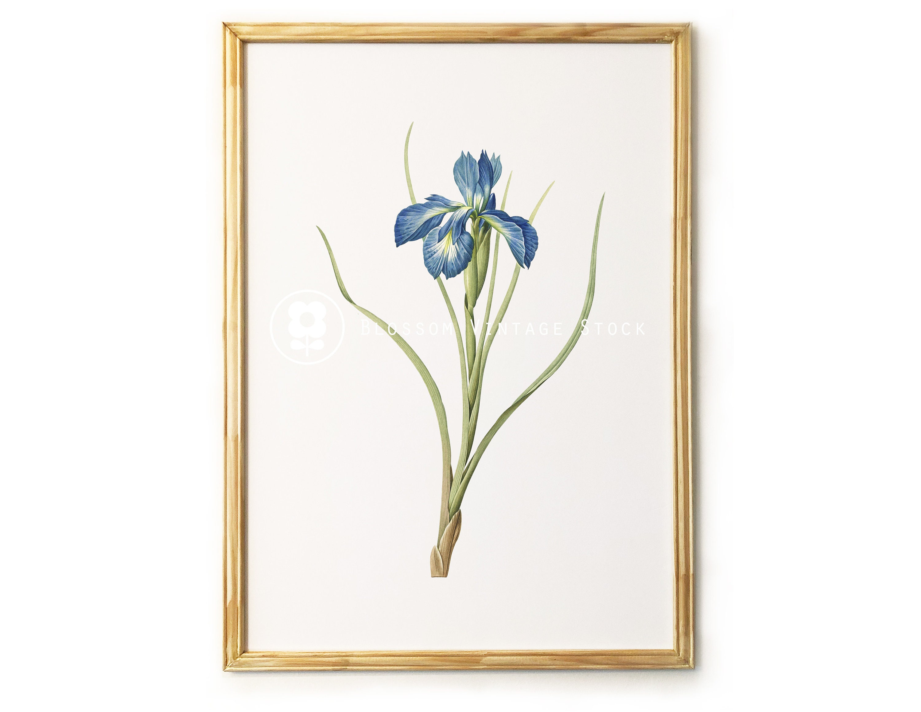 Blue Flower Vintage Botanical Prints Blue Flower Botanical | Etsy