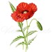 Red Flower, Print, Poppy Floral Print, Vintage Flower Print, Botanical ...