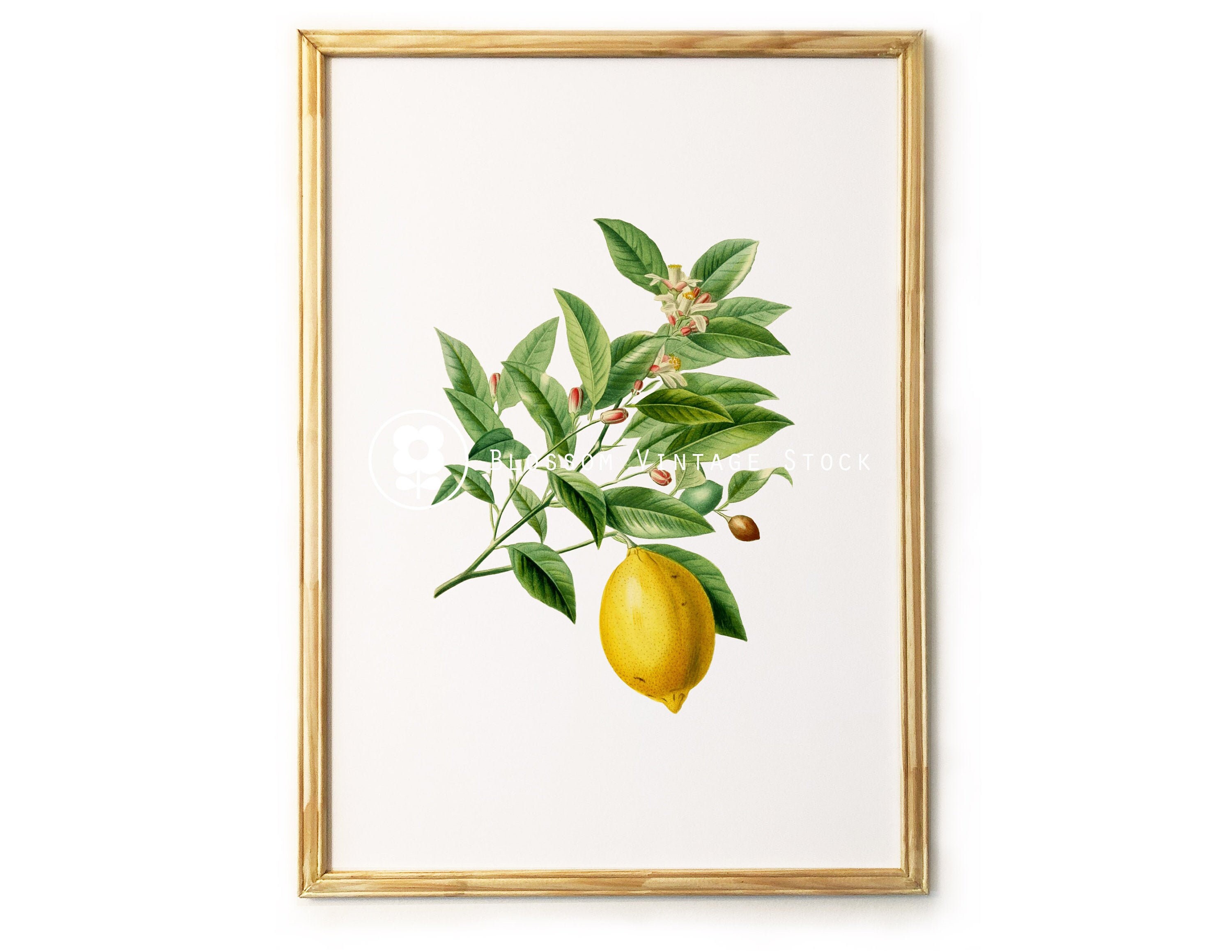 Lemon Print Vintage Botanical Print Set Lemon Illustration - Etsy