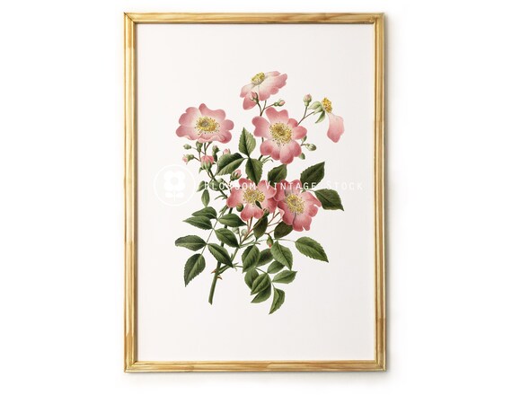 Wall Art Prints Vintage Roses Floral Art Botanical Print | Etsy