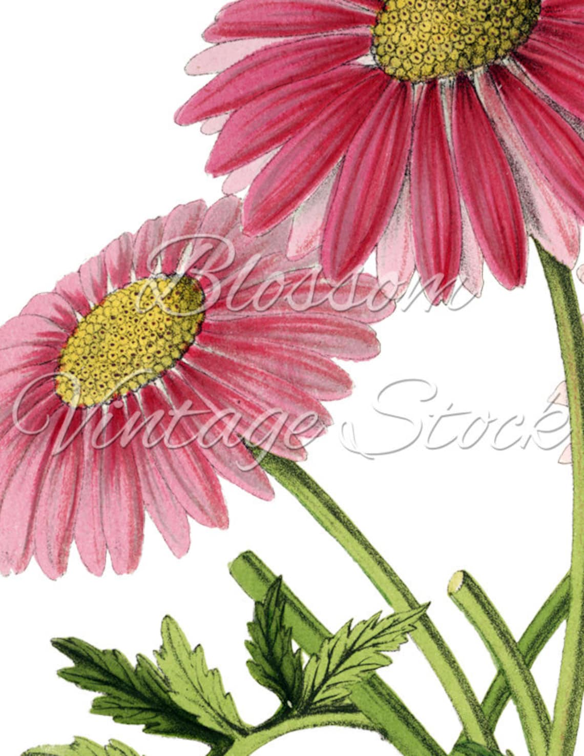 Daisy Printable Wall Art Vintage Pink Flowers Botanical | Etsy