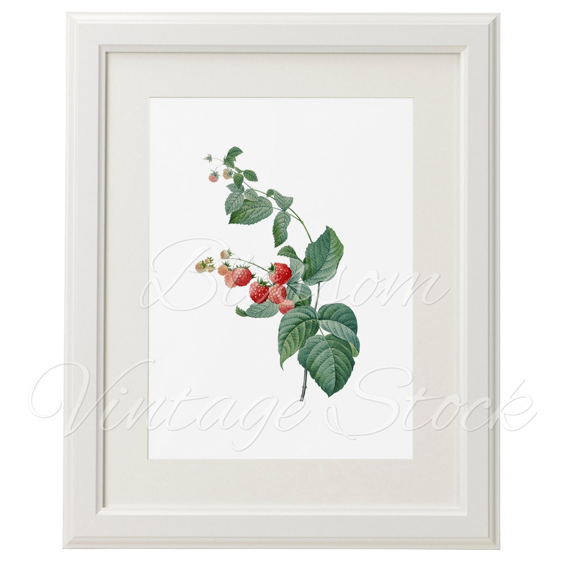 Raspberry Vintage botanical illustration Berries Raspberries | Etsy