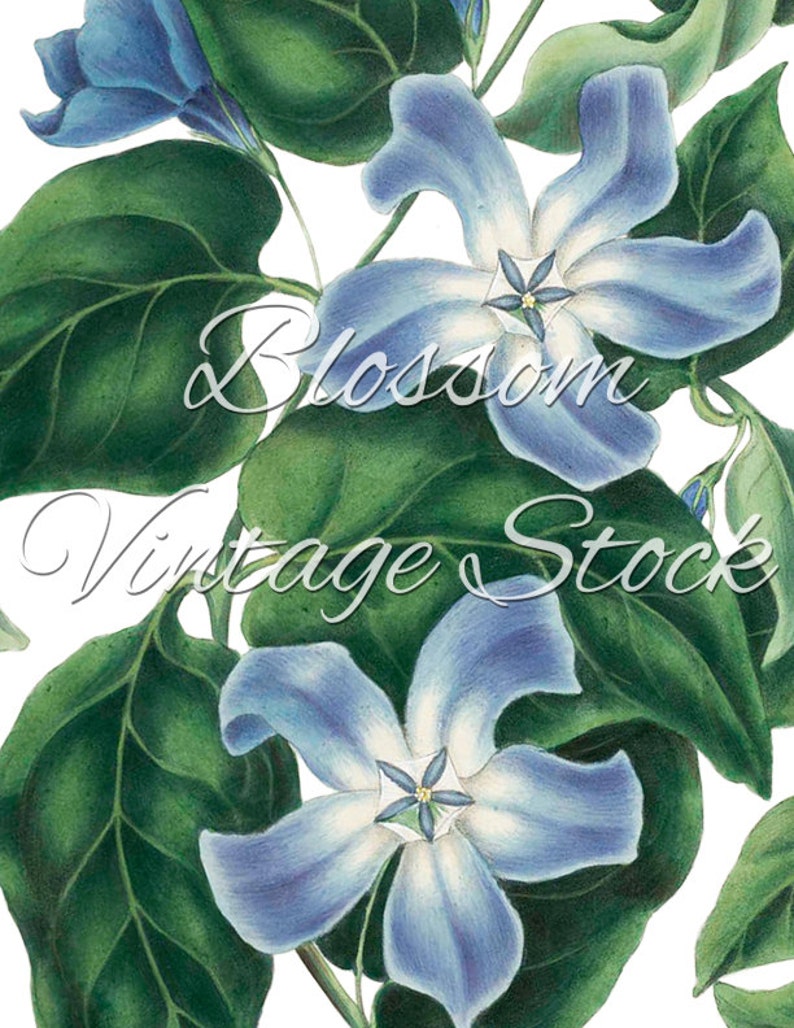 Blue Flower Vintage Botanical Prints Blue Flower Vintage | Etsy
