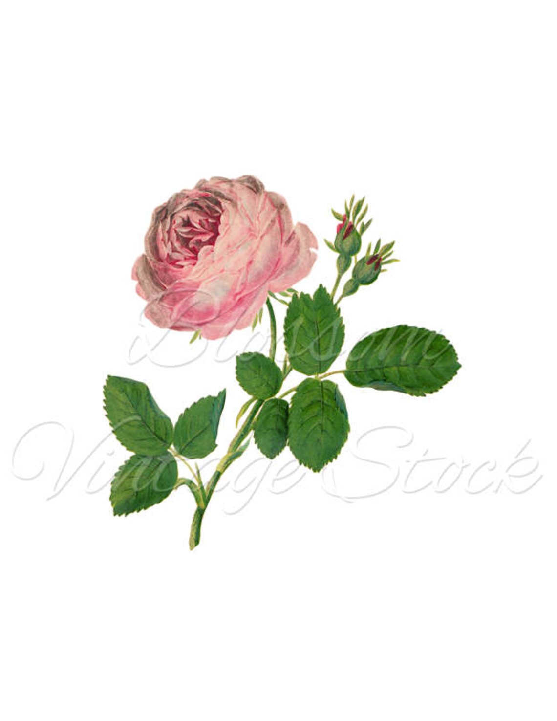 Pink Rose Print Wall Art Botanical Printable Art Vintage - Etsy