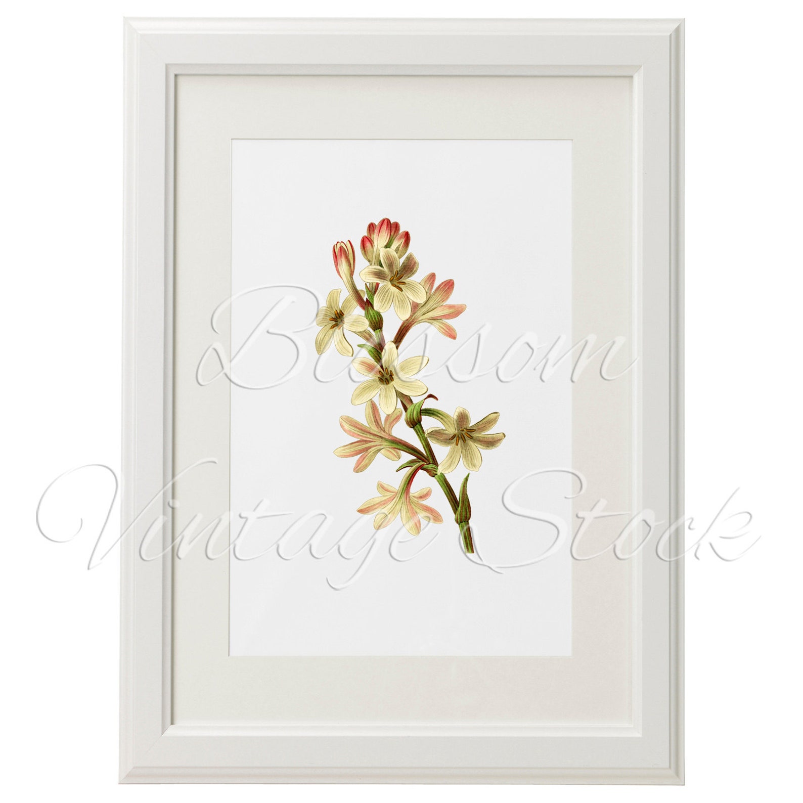 Nard Flowers Vintage Botanical Flower White Flowers | Etsy