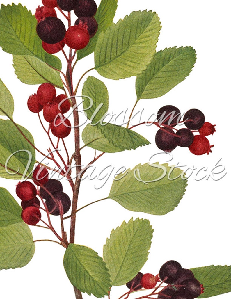 Berries Print Vintage Berry Illustration botanical wall art | Etsy