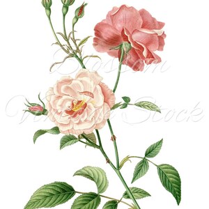 Pink Rose Prints, Printable Art, Shabby Chic Rose Vintage Image for ...