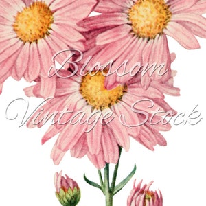 Botanical Printable Pink Daisies Botanical Flowers Digital - Etsy