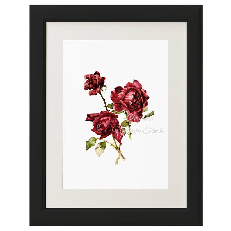 Wall art Print Vintage Rose Print Rose Art Rose Vintage Rose | Etsy