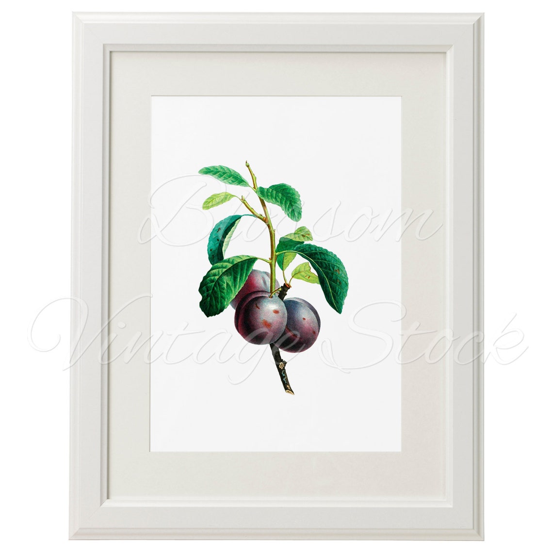 Plum Print Wall Art Printable Plum Illustration Vintage | Etsy