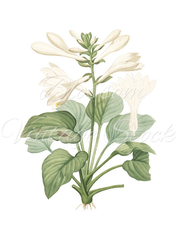 Botanical Printable Set White Flowers Prints INSTANT DOWNLOAD | Etsy