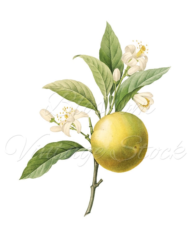 Lemon Botanical Print Lemon Vintage Illustration Wall Art - Etsy