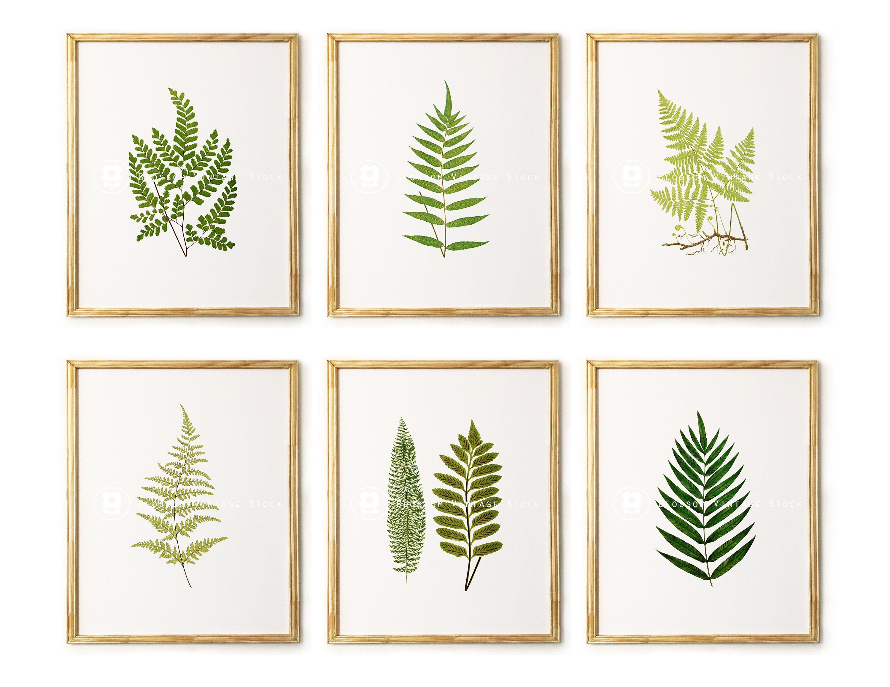 Botanical Green Leaves Fern Prints Vintage Botanical Print | Etsy