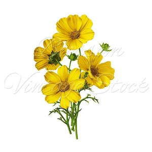 Yellow Flower Wall Art Print Printable Floral Art Vintage - Etsy