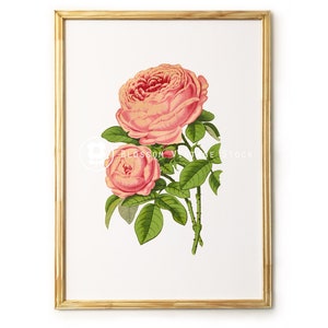 Printable Art Flower Vintage Pink Rose Pink Rose Image Rose | Etsy