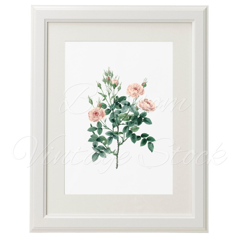 Printable Pink Rose Illustration Wall Art Print Pink Roses | Etsy