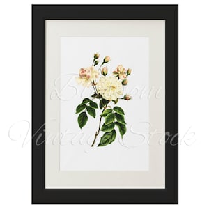 Botanical Print, White Rose Vintage Graphic Antique Illustration for ...