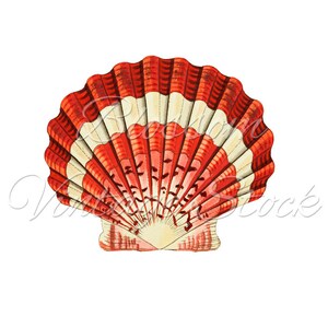 Seashell Print Seashell Printable Art Instant Download - Etsy