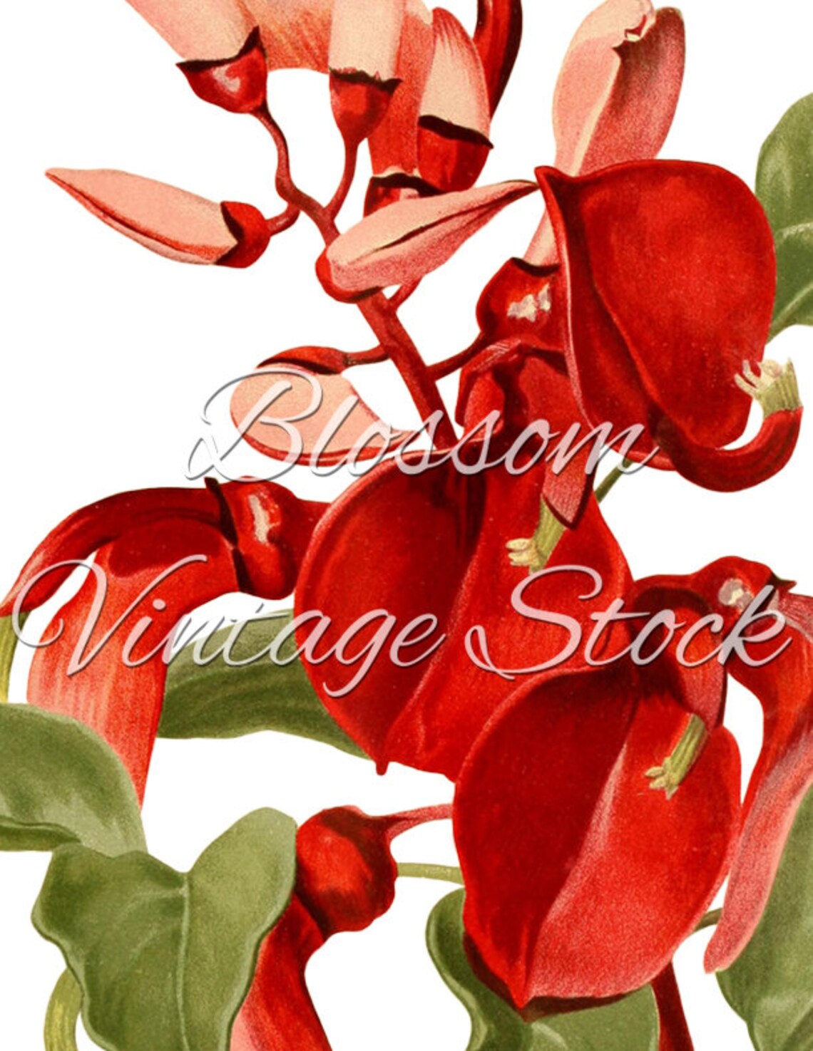 Botanical Print Red Flower Print Floral Print Vintage | Etsy