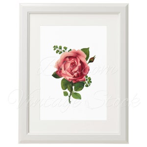 Printable Rose, Rose Art Print, Wall Art Flower Printable Antique ...