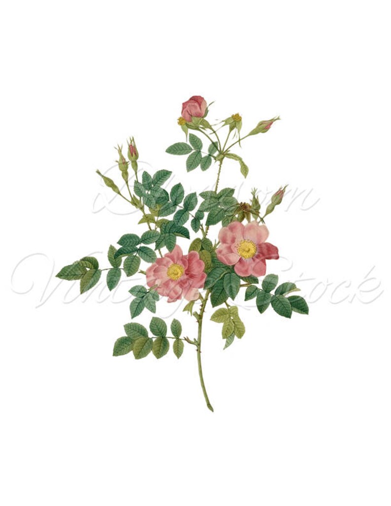Printable Art Vintage Rose Flower Wall Art Print Vintage | Etsy