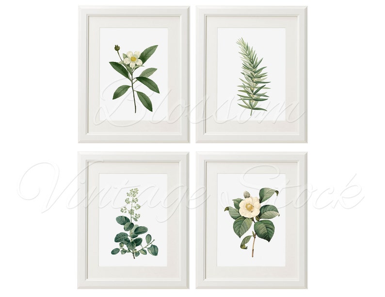 Botanical Print Set White Flower Botanical INSTANT DOWNLOAD | Etsy