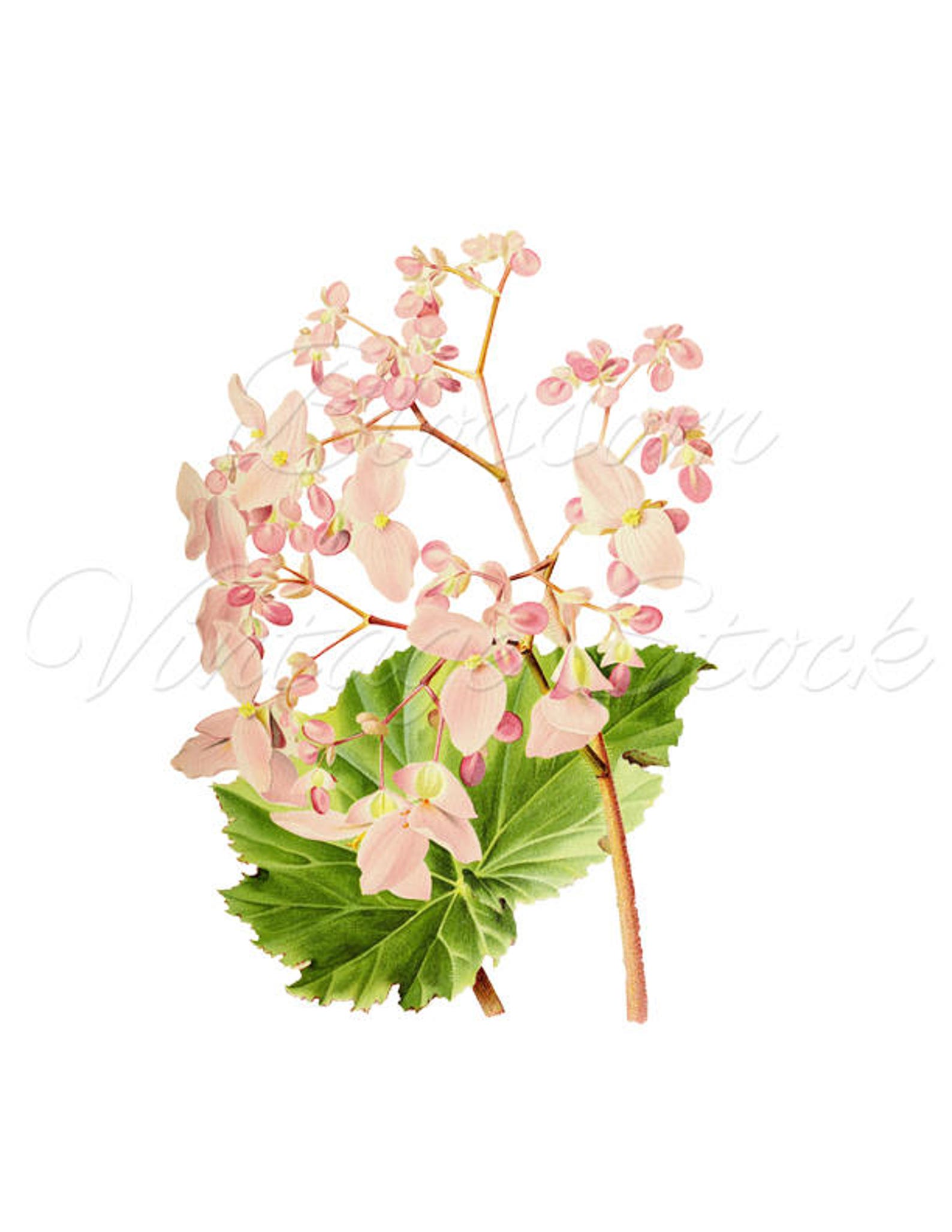 Botanical Print Pink FLowers Print Botanical Illustration | Etsy