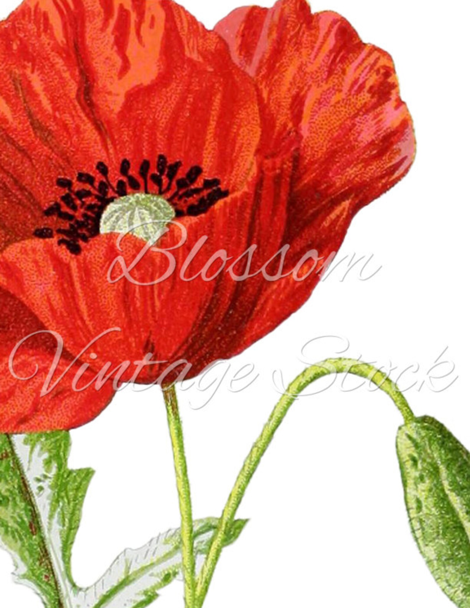 Red Flower Print Poppy Floral Print Vintage Flower Print | Etsy